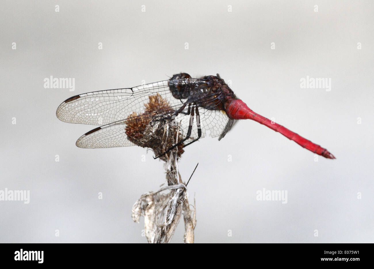 Skimmer dragonfly hi-res stock photography and images - Alamy