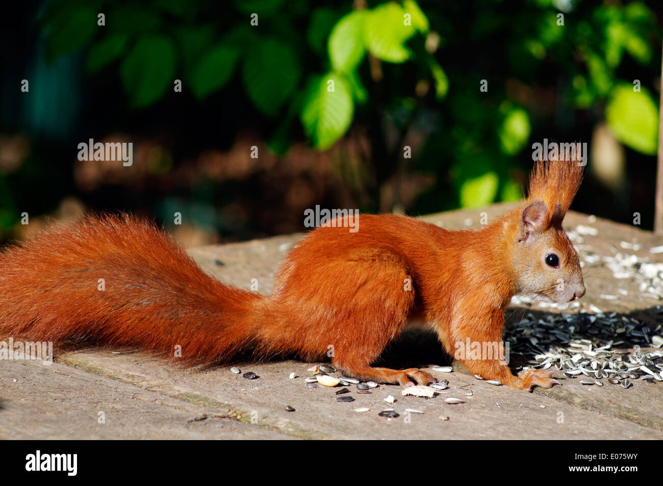 A red squirrel (Sciurus vulgaris) in Berlin, Germany Stock Photo - Alamy