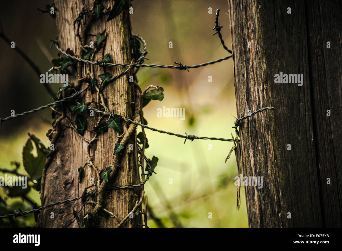 Dead poles hi-res stock photography and images - Alamy