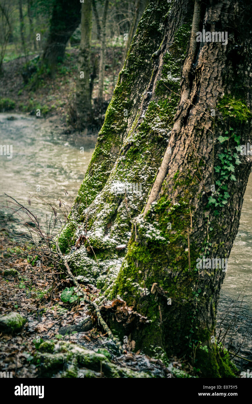 Trunks in mud hi-res stock photography and images - Alamy