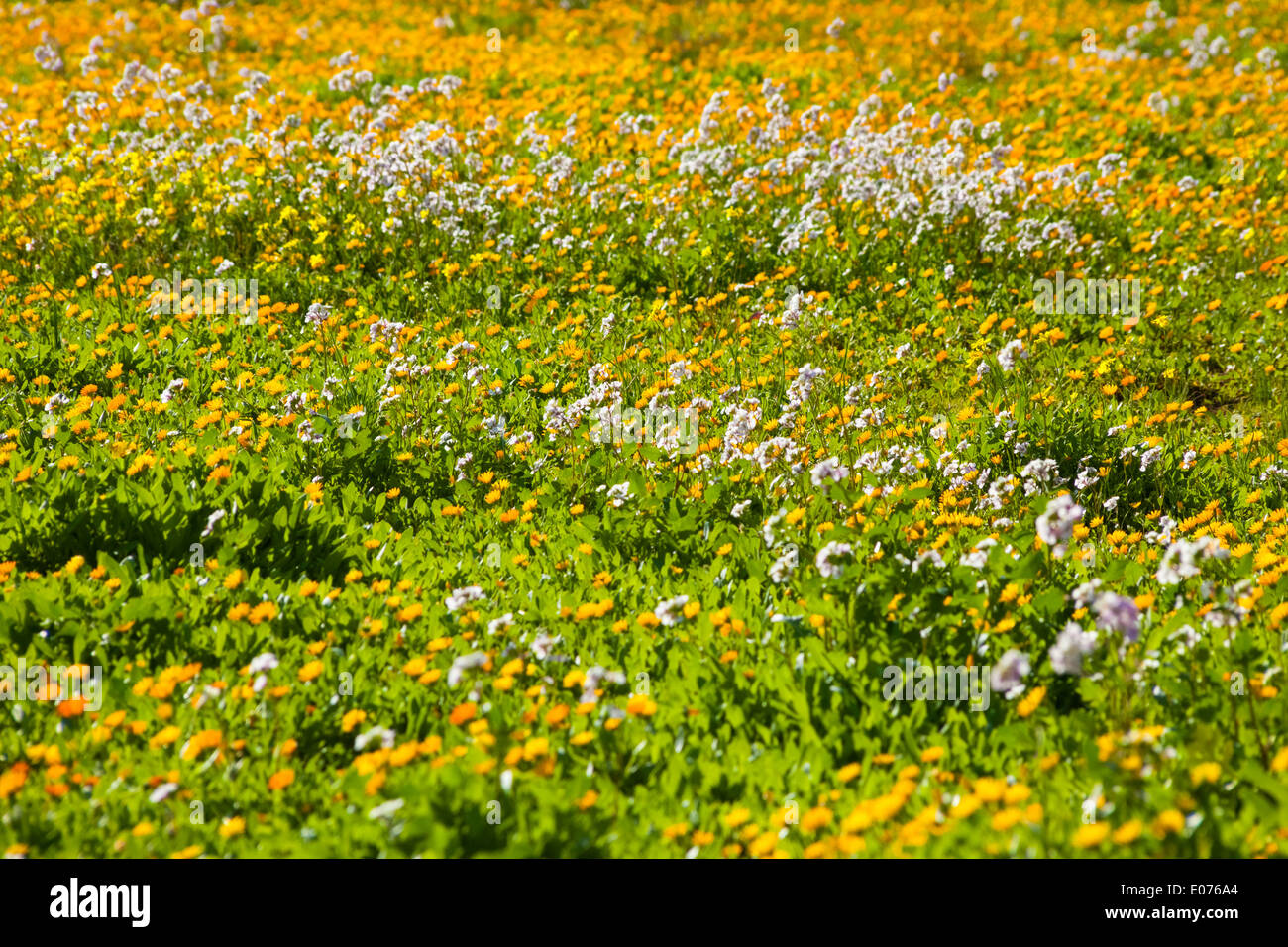 a beautiful and bright meadow with a lot of wild flowers Stock Photo ...