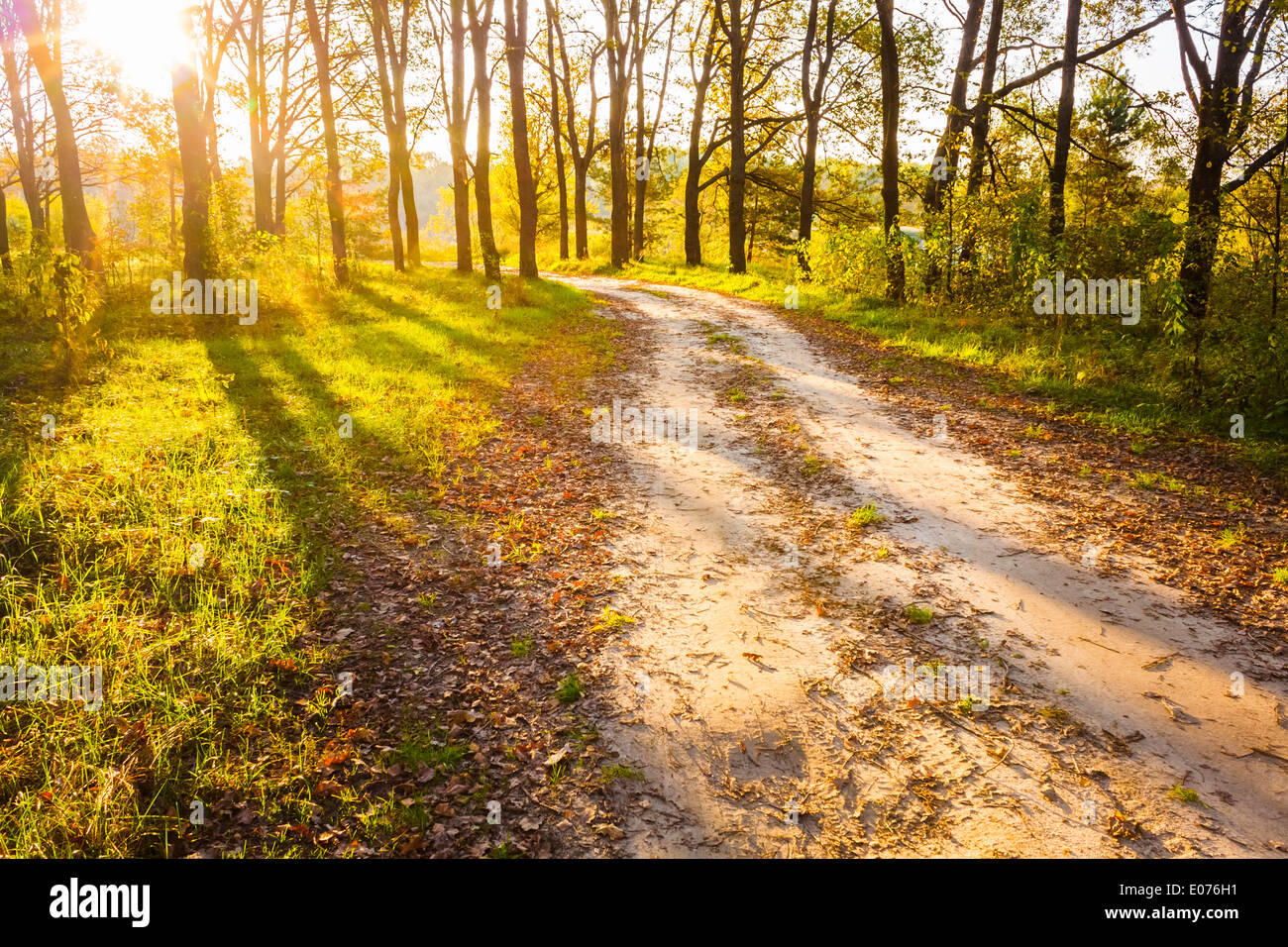 Path road way pathway with trees on a sunny day in autumn yellow forest ...