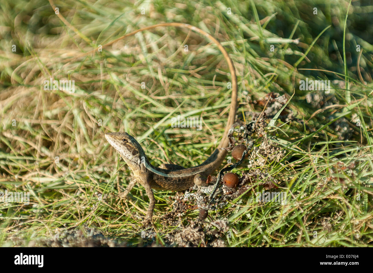 Gilbert's Dragon at Lacepede Islands, the Kimberley, Western Australia ...