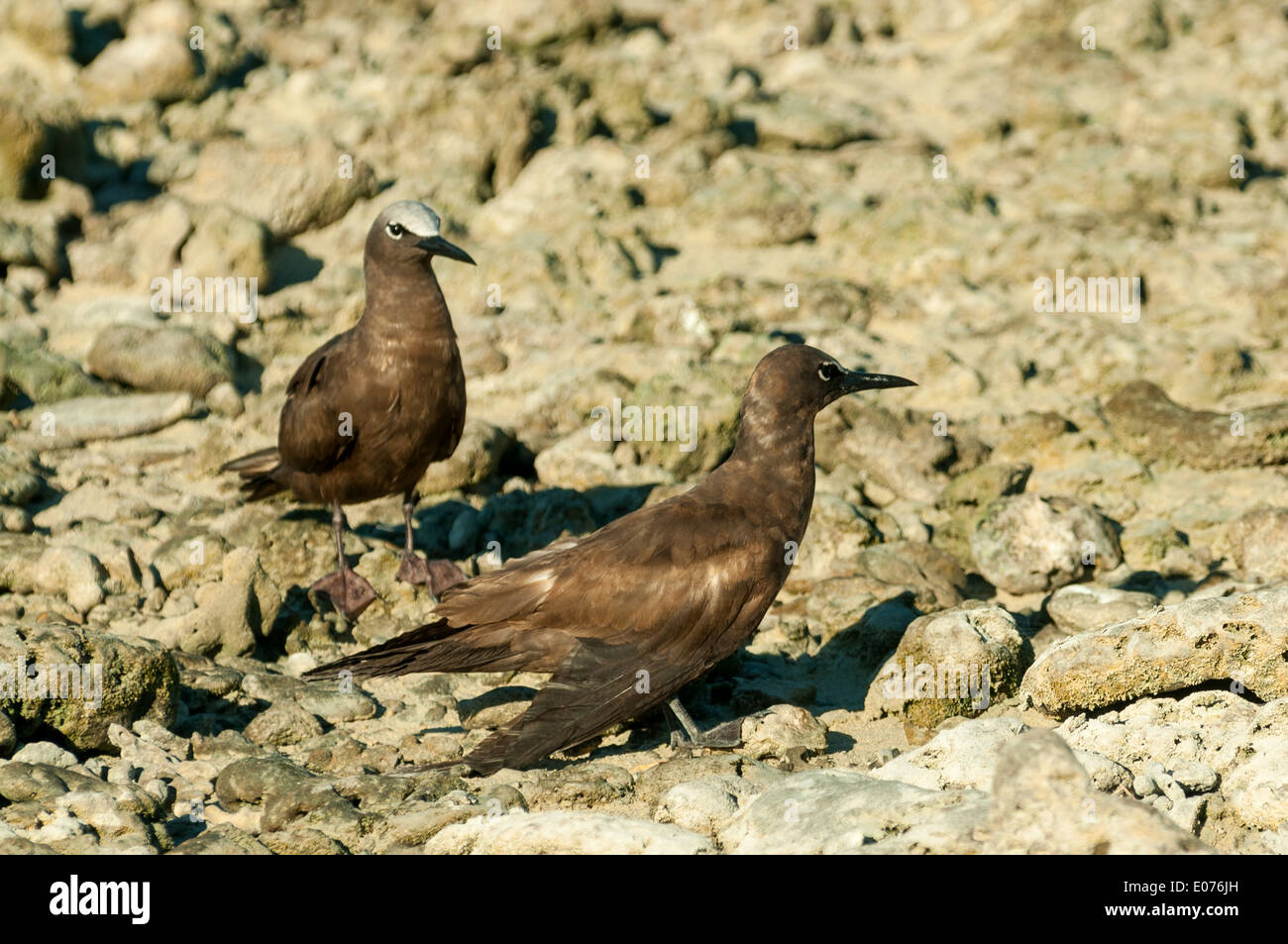 Common Noddies at Lacepede Islands, the Kimberley, Western Australia ...