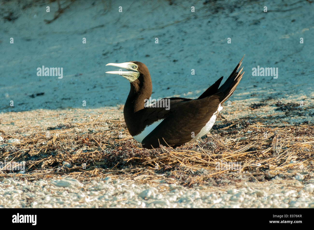 Lacepede islands australia hi-res stock photography and images - Alamy