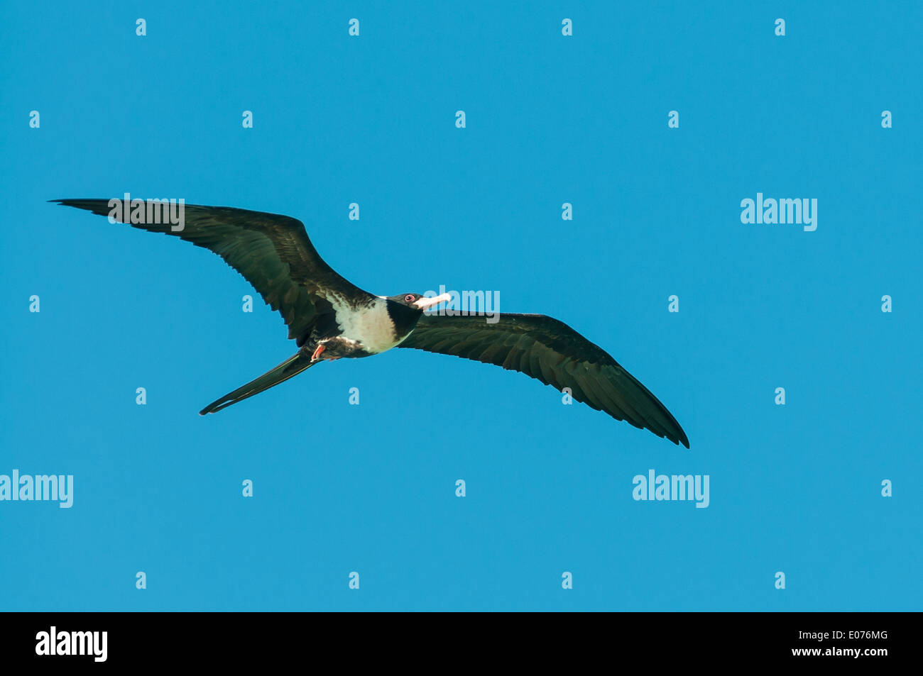 Magnificent frigate bird female hi-res stock photography and images - Alamy
