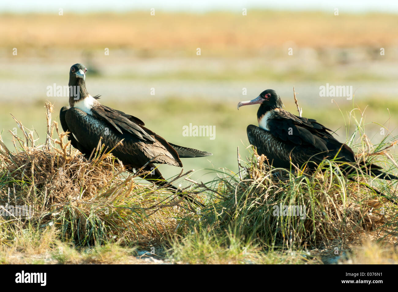Lesser frigate birds hi-res stock photography and images - Alamy