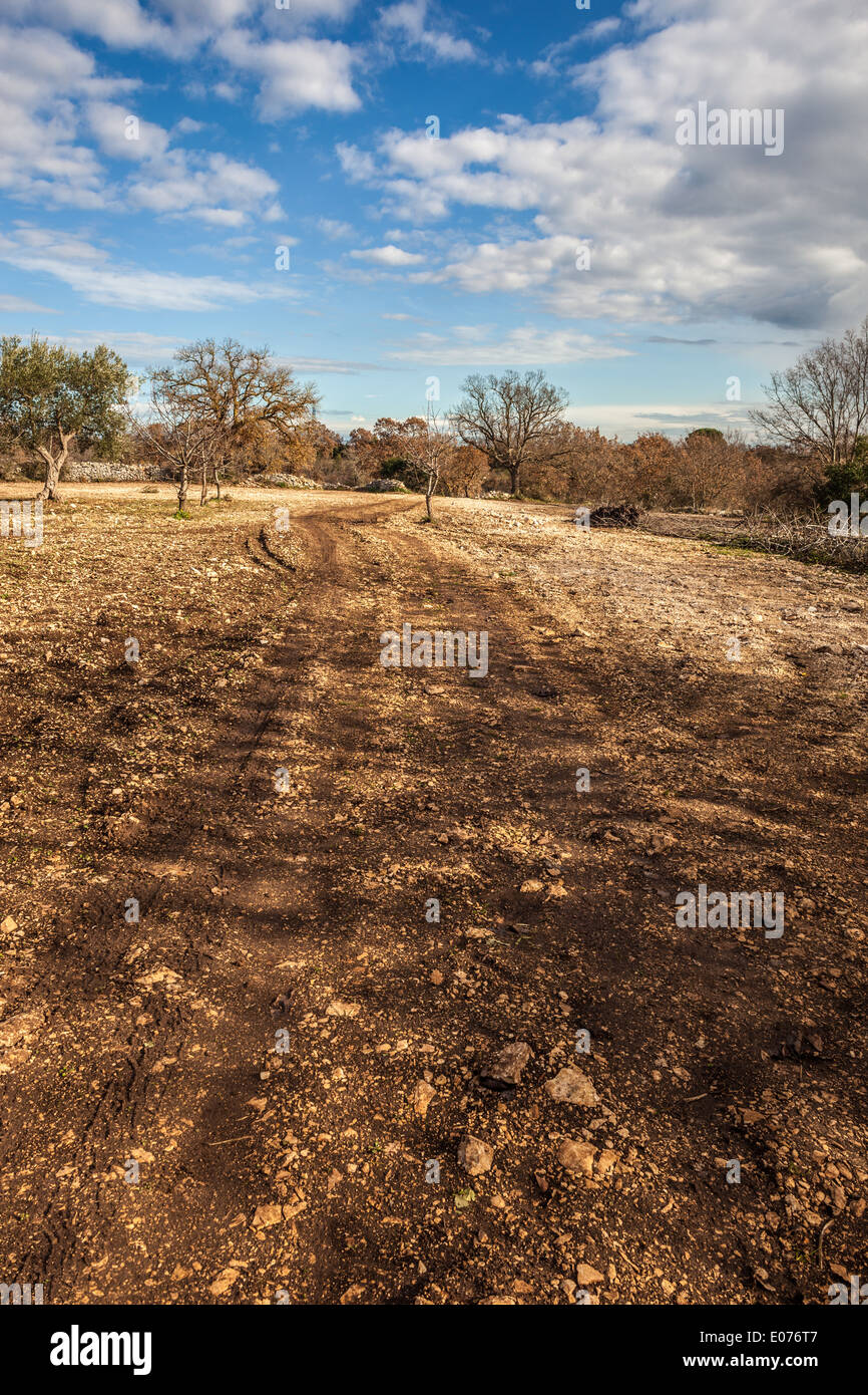 a rural and barren landscape with some mediterranean trees Stock Photo ...