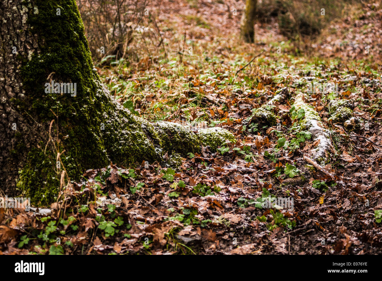 Dead redwood tree hi-res stock photography and images - Alamy