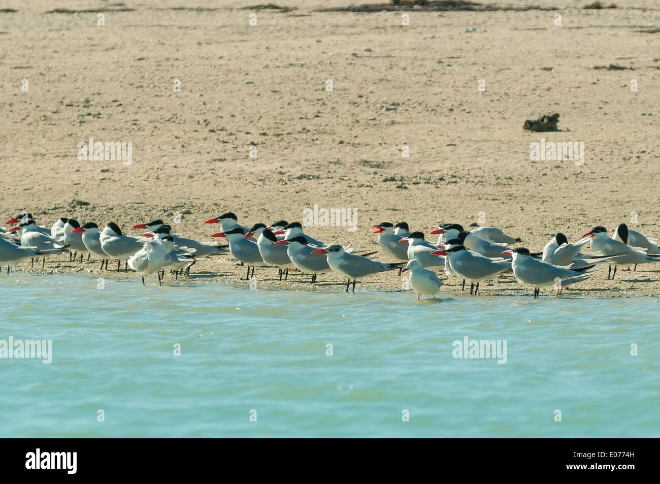 Australian terns hi-res stock photography and images - Alamy