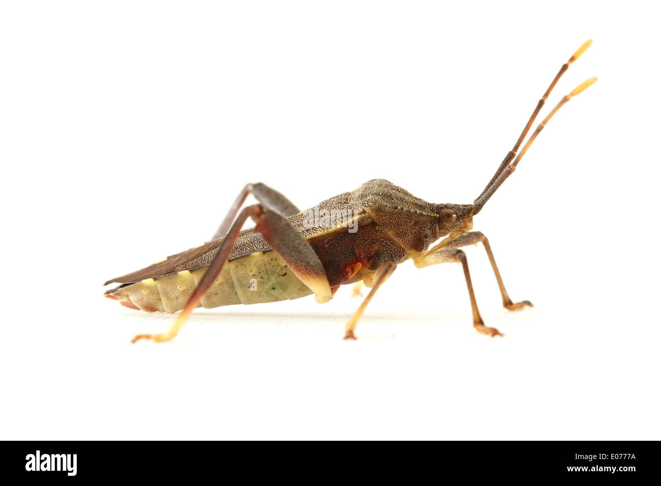 tip wilter or eucalyptus tip bug - most likely Amorbus alternatus Stock ...