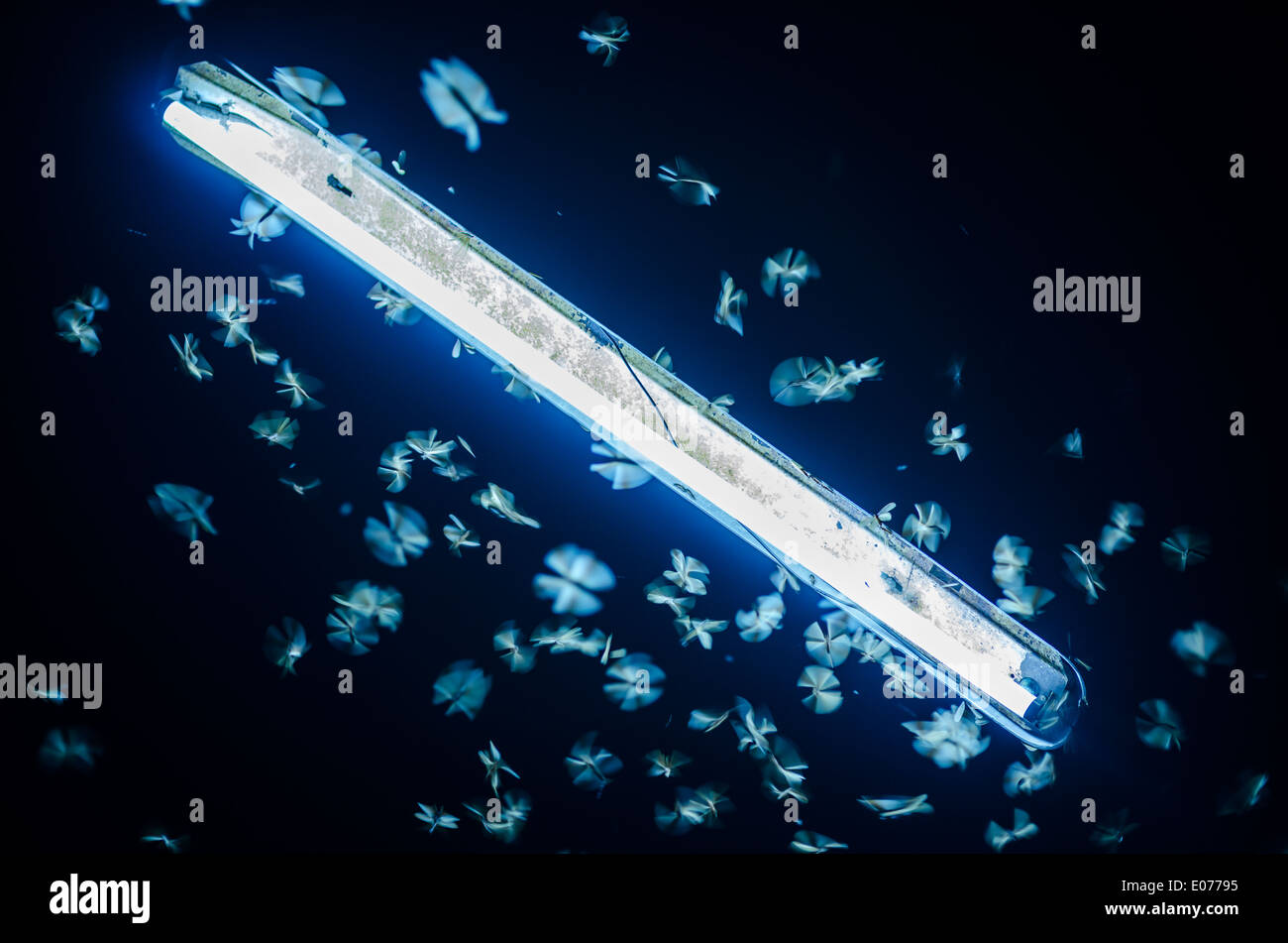 Termite and light pole in the night before rain is coming Stock Photo ...