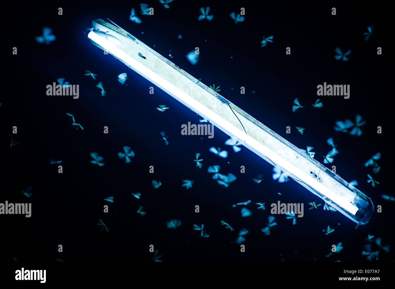 Termite and light pole in the night before rain is coming Stock Photo ...