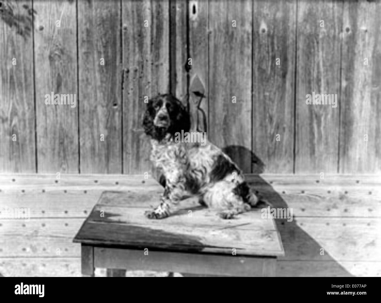 Un chien hi-res stock photography and images - Alamy