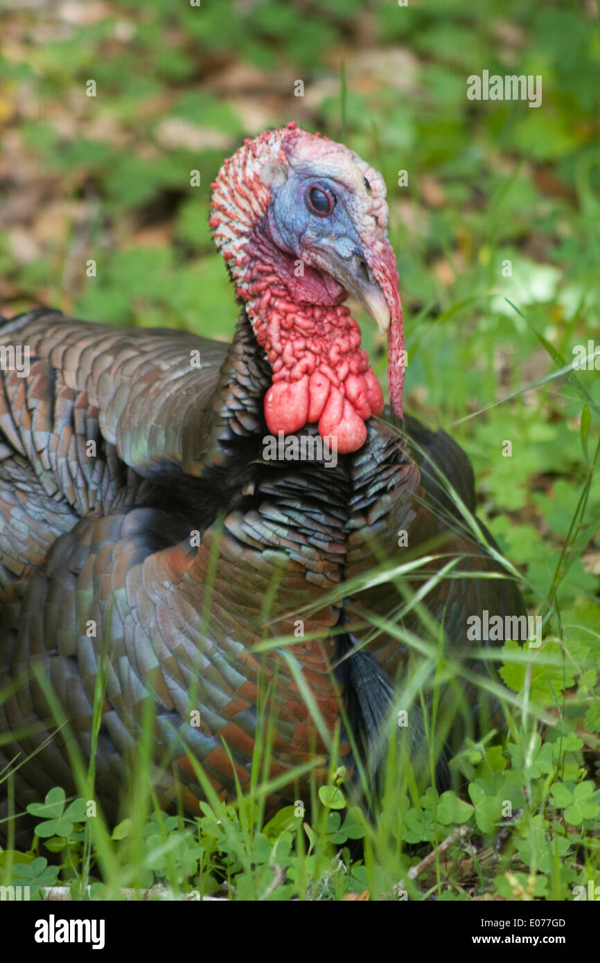 Wild turkey resting at Fort Ord, in Seaside, California Stock Photo - Alamy