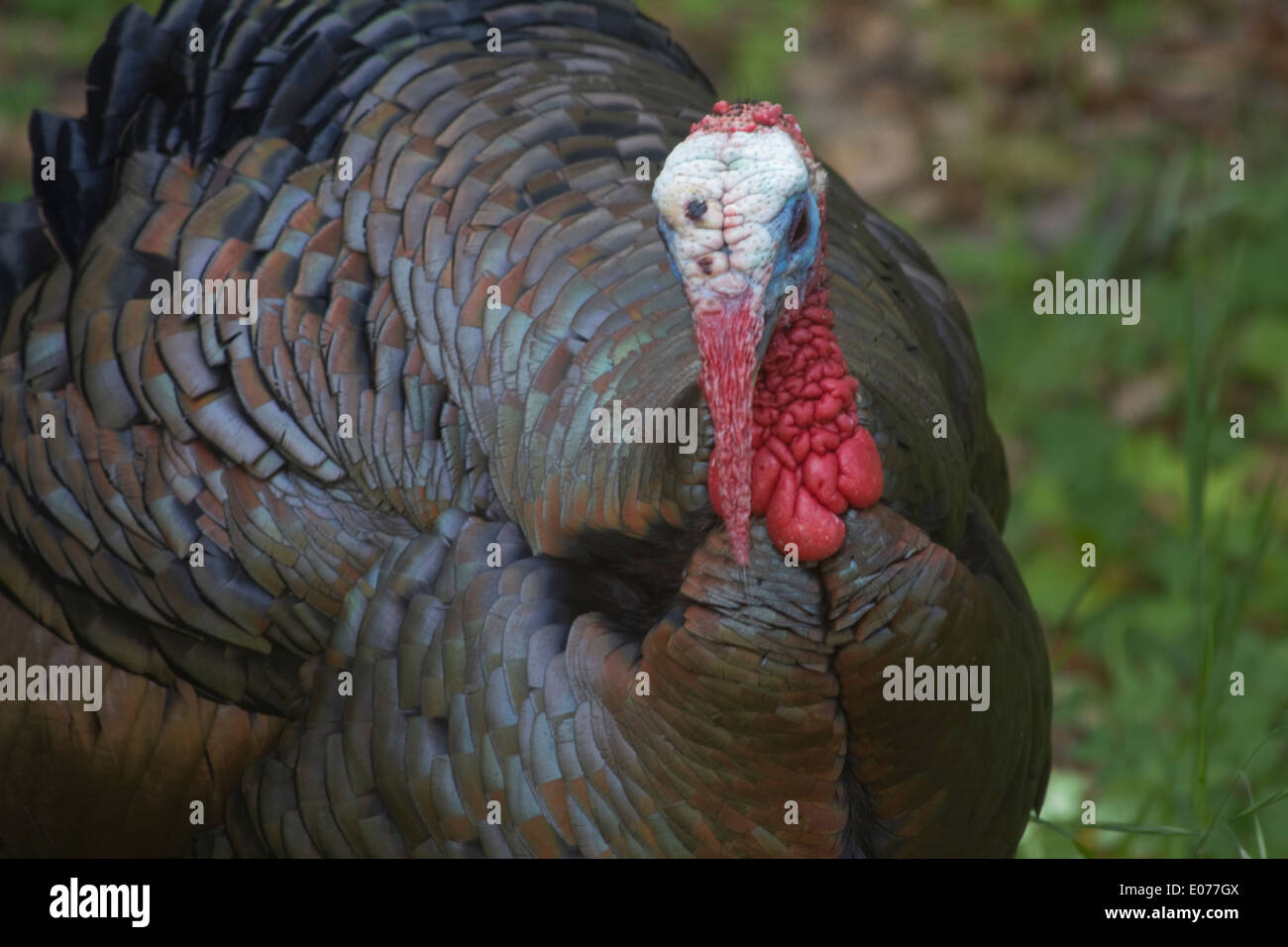 Wild turkey walking around Fort Ord, in Seaside, California Stock Photo ...