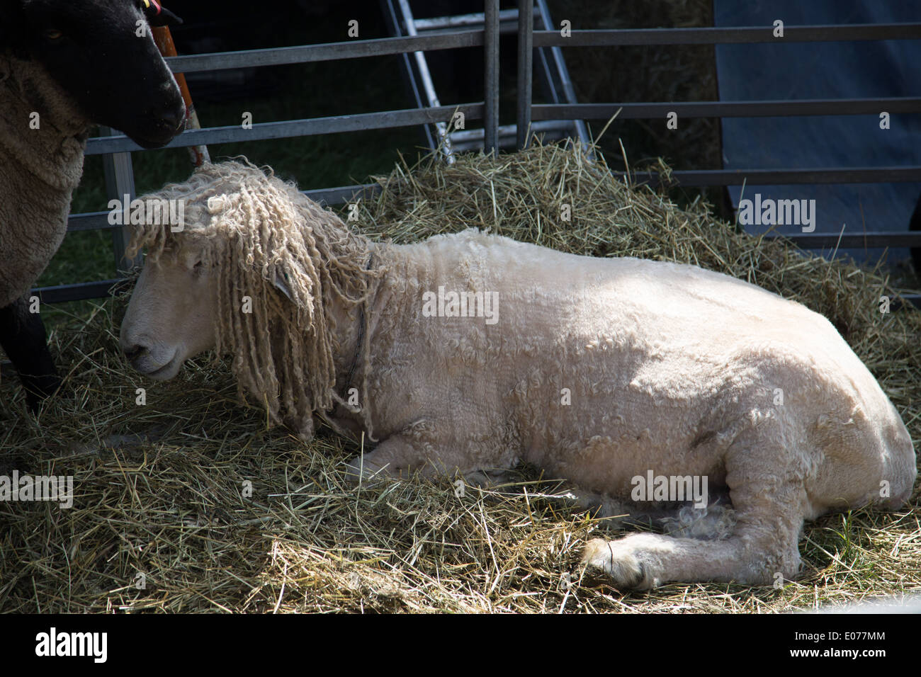 Long neck sheep hi-res stock photography and images - Alamy