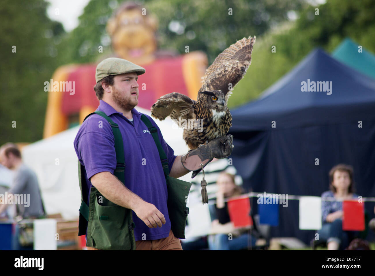 Totally falconry, display team at Morden Hall Country Show Stock Photo ...