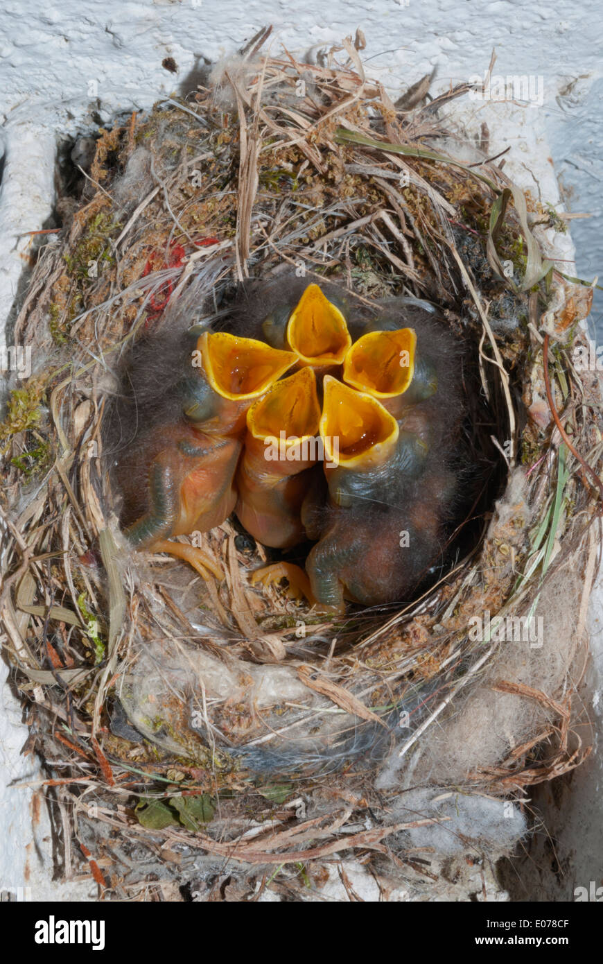 Bird chicks nest hi-res stock photography and images - Alamy