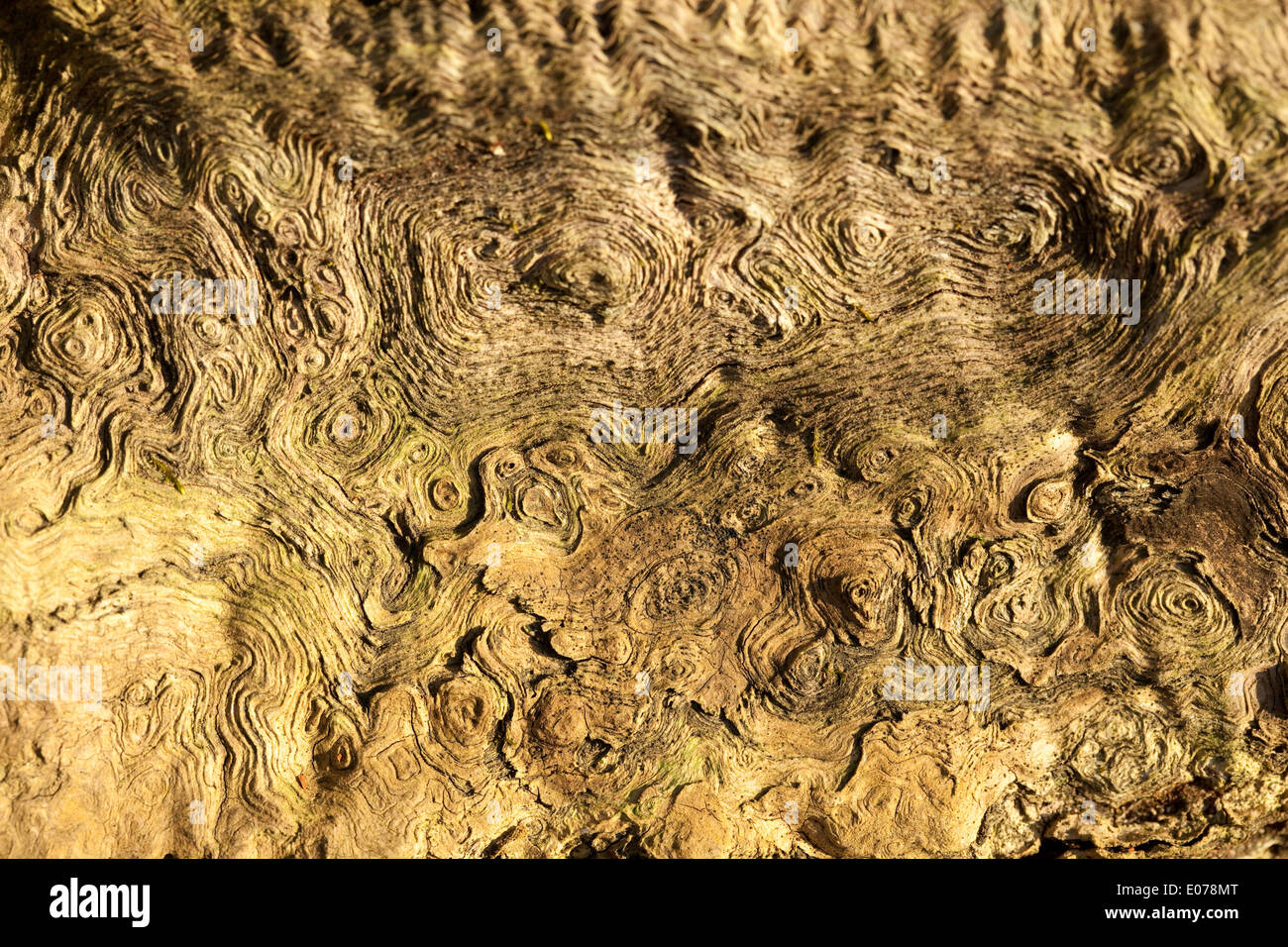 Oak tree texture hi-res stock photography and images - Alamy