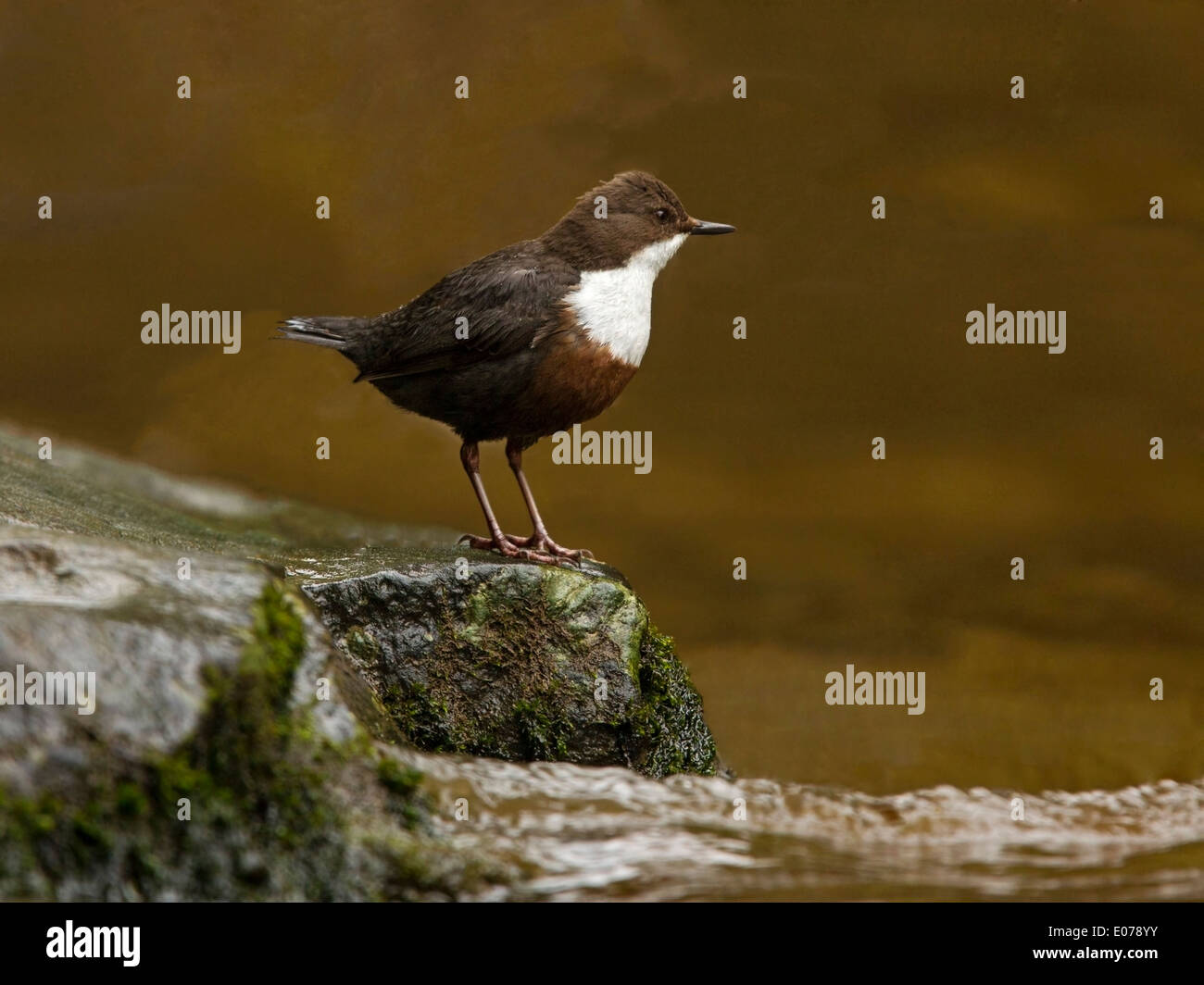 Dipper Rock High Resolution Stock Photography and Images - Alamy