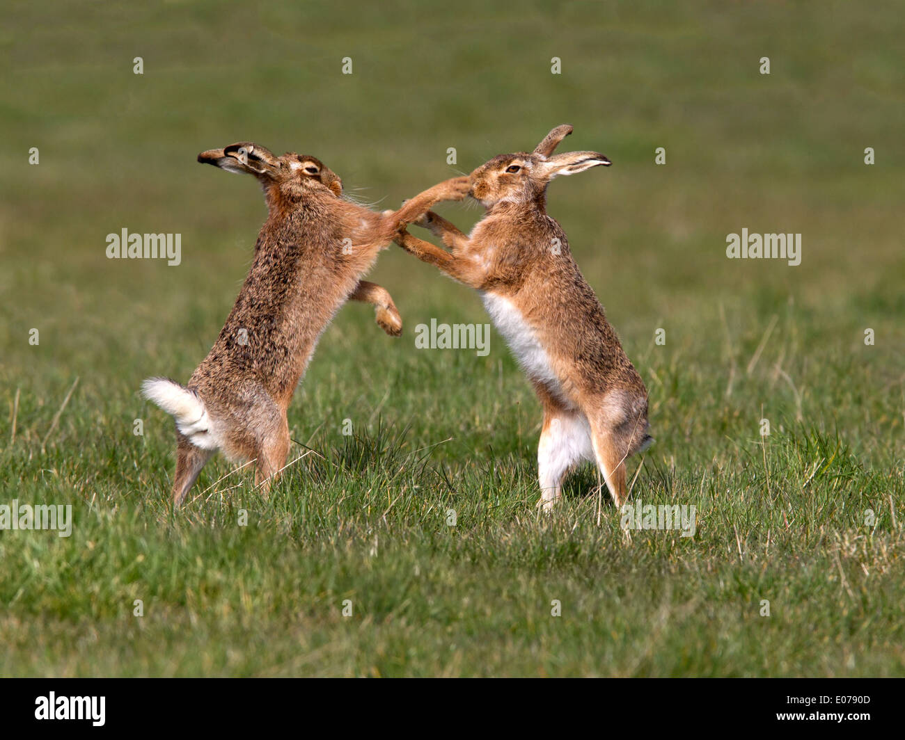 Hare uk boxing hi-res stock photography and images - Alamy