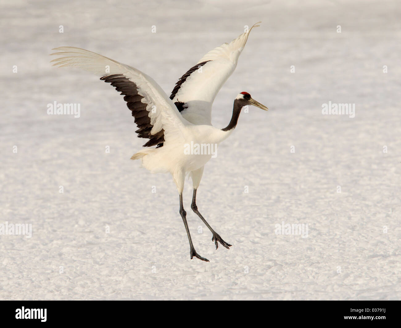 Red crowned crane hi-res stock photography and images - Alamy