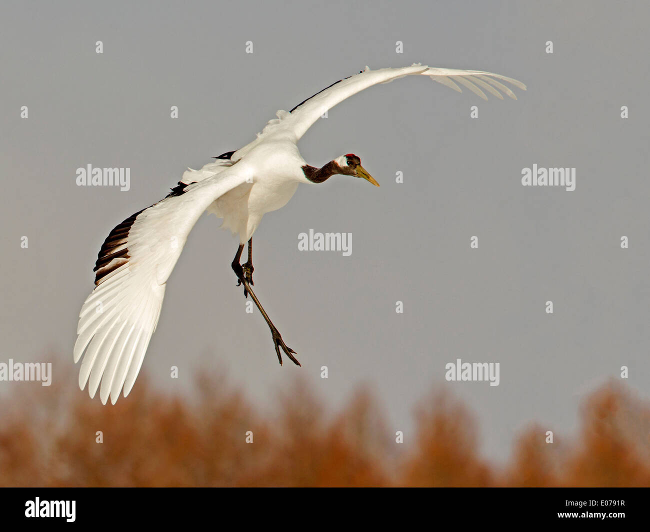 Red crowned crane hi-res stock photography and images - Alamy