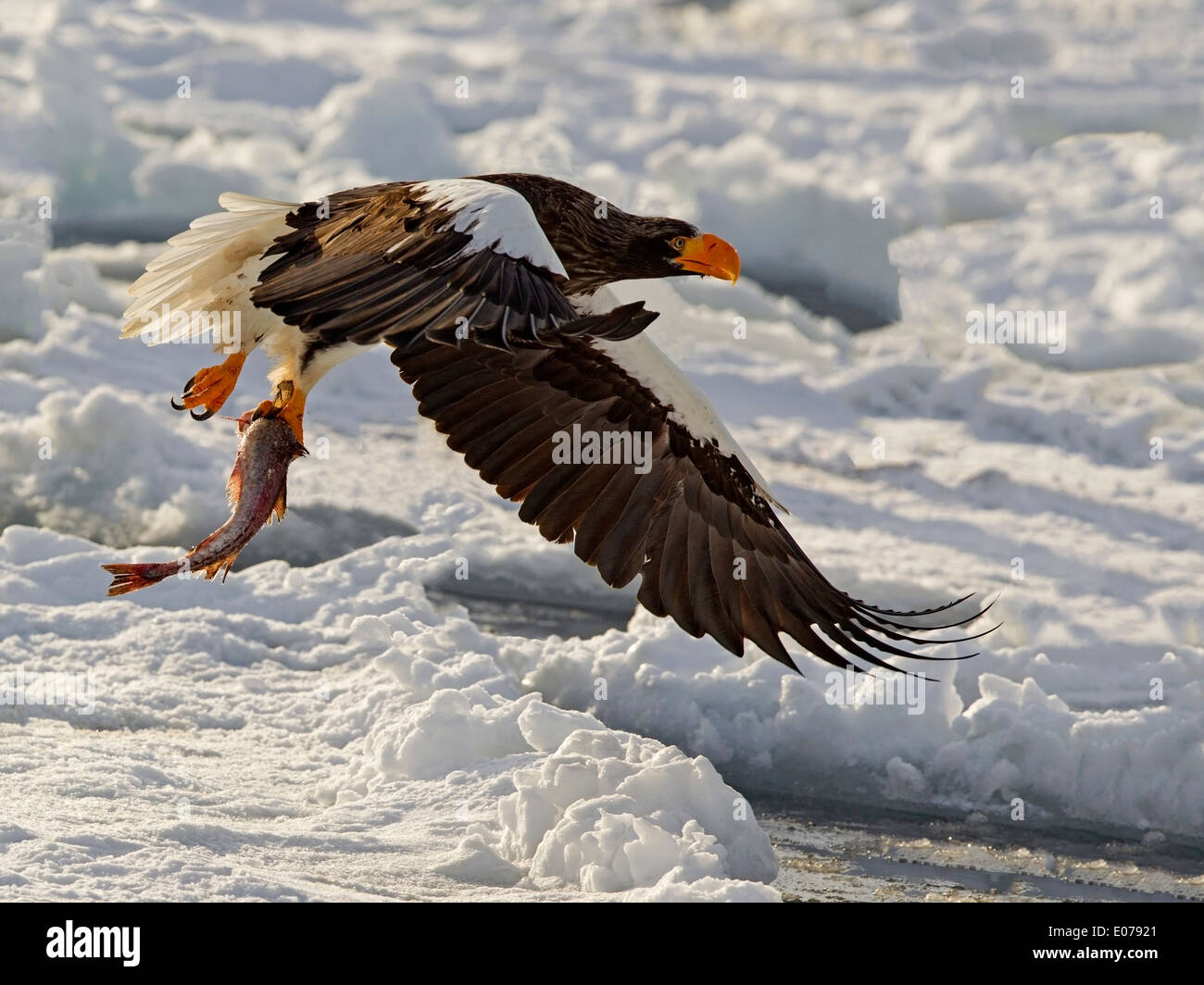 Eagle talons hi-res stock photography and images - Alamy