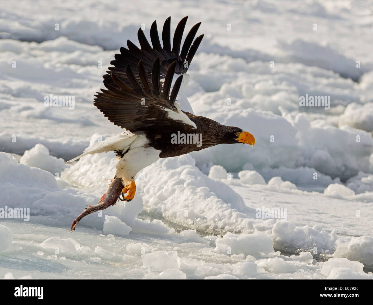 Eagle talons hi-res stock photography and images - Alamy