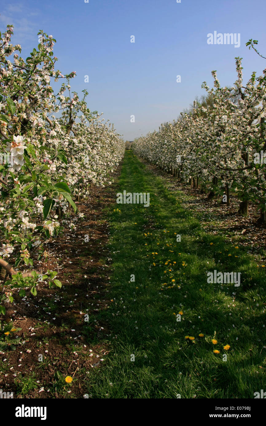 The area "Altes Land" is one of Germany's most beautiful recreational ...