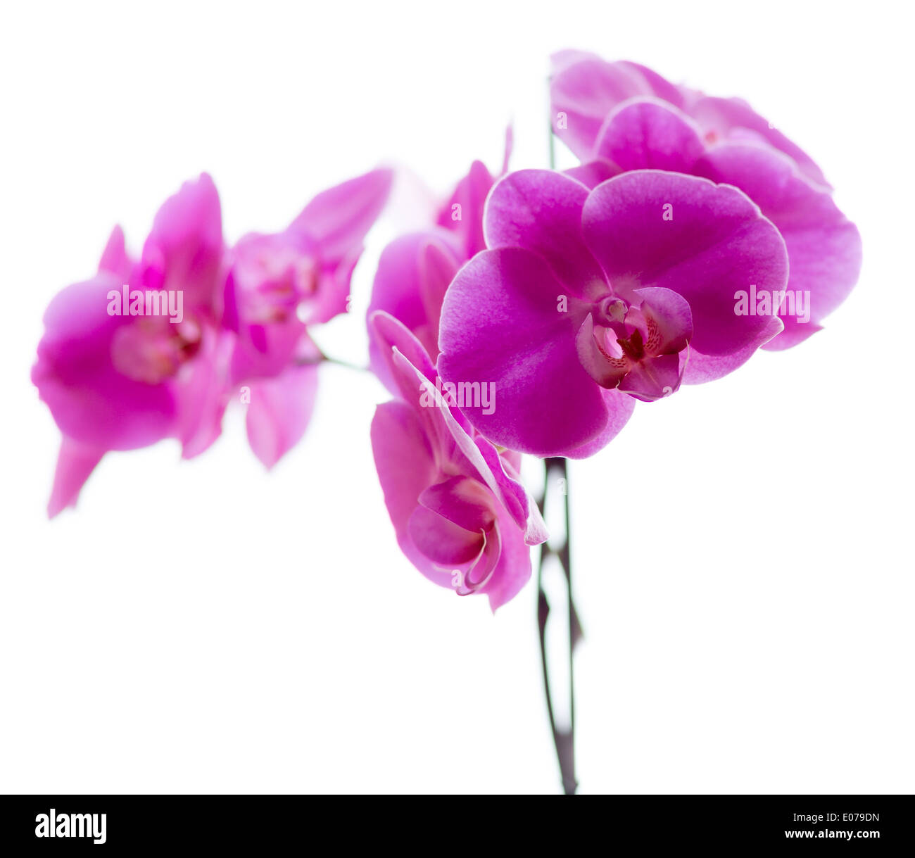 Orchid family, is the largest family of the flowering plants ...