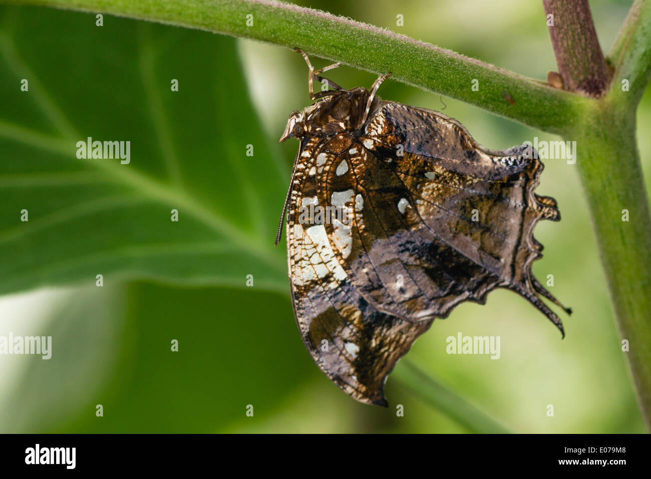 A Marbled Leafwing butterfly Stock Photo - Alamy