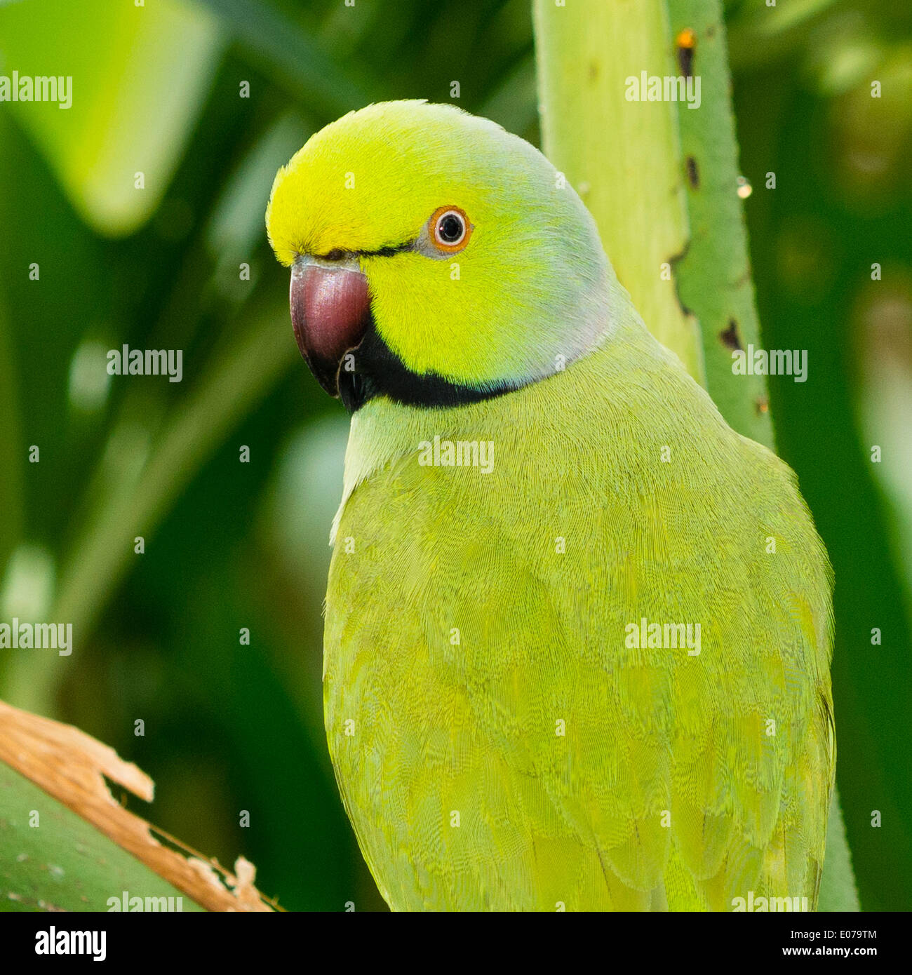 Indian ring necked parakeet hi-res stock photography and images - Alamy