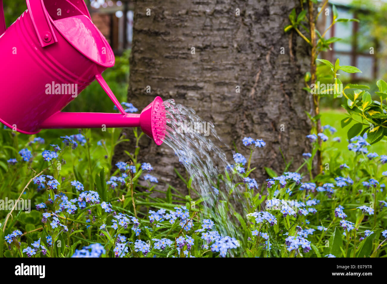 The care of the flowers hi-res stock photography and images - Alamy