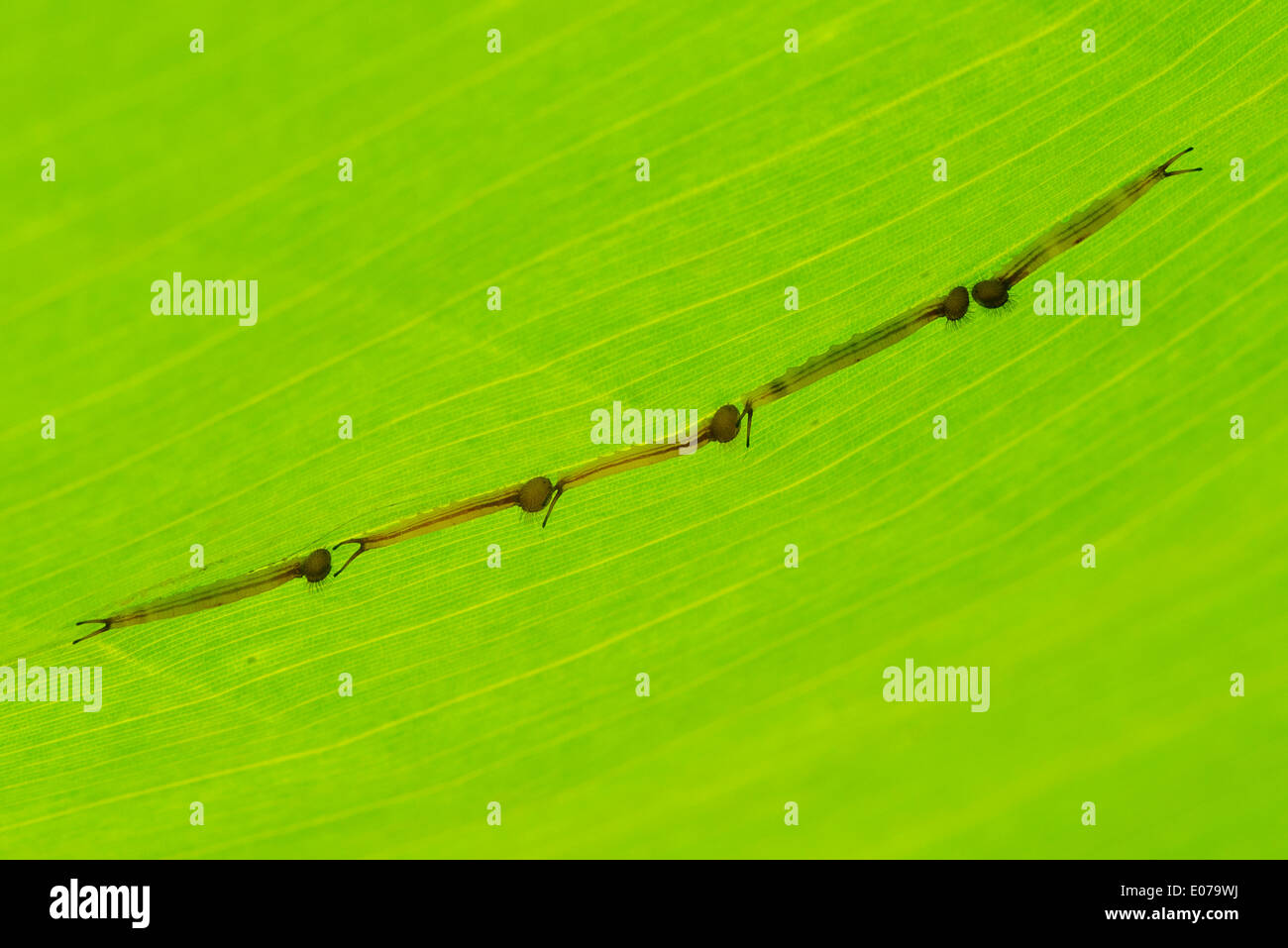 Young larvae of the Owl butterfly Stock Photo - Alamy