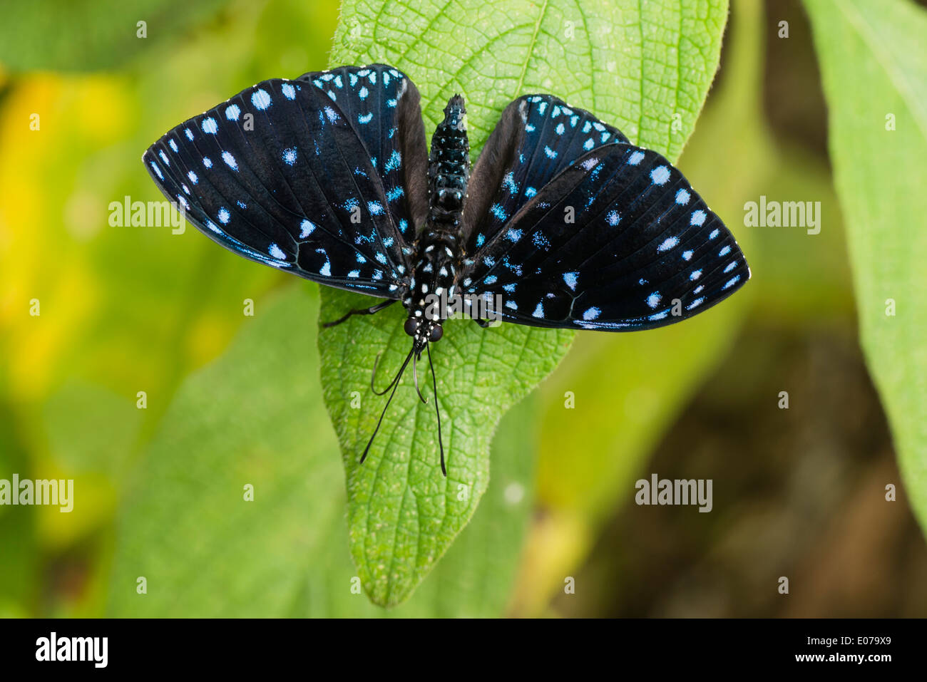 Male butterfly hi-res stock photography and images - Alamy