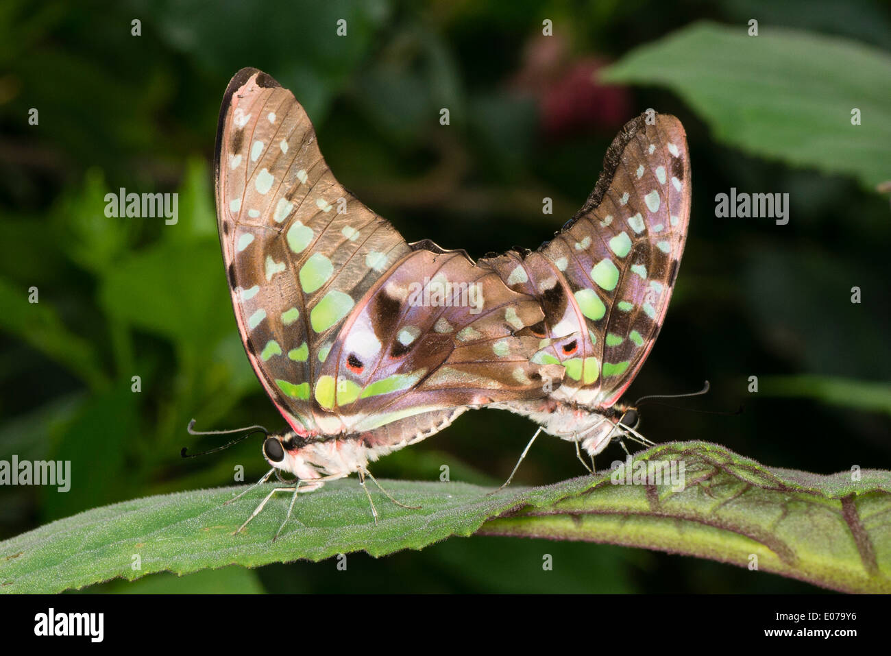 Triangle butterfly hi-res stock photography and images - Alamy