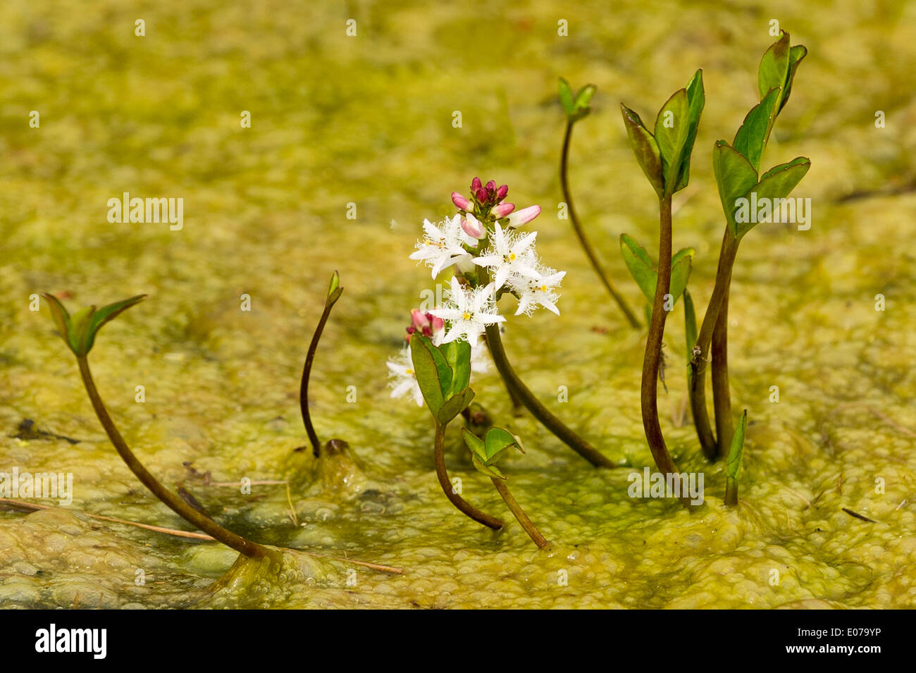 A flowering Bogbean growing in a pond Stock Photo - Alamy