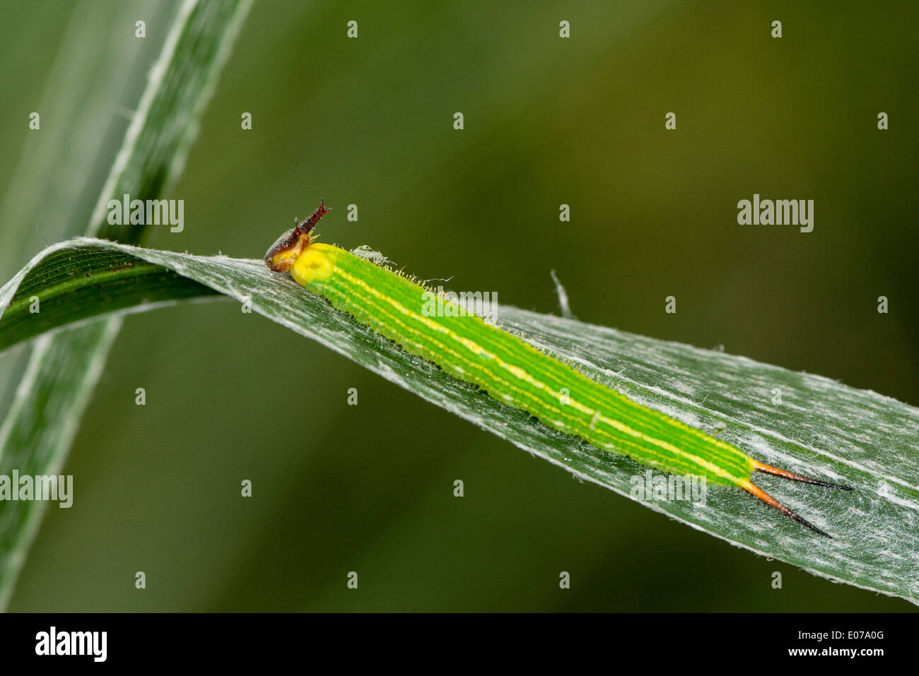 A larva of the Common Palmfly butterfly Stock Photo - Alamy