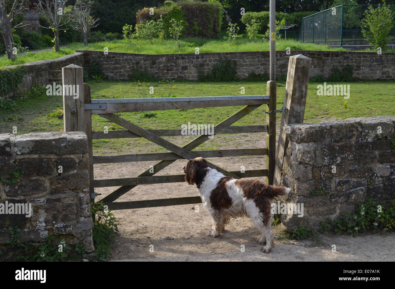 Waiting for his Master to return Stock Photo - Alamy