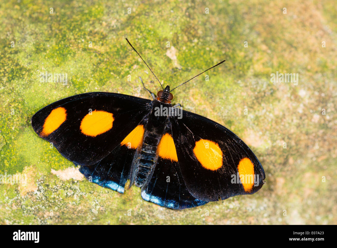 Grecian shoemaker butterfly hi-res stock photography and images - Alamy