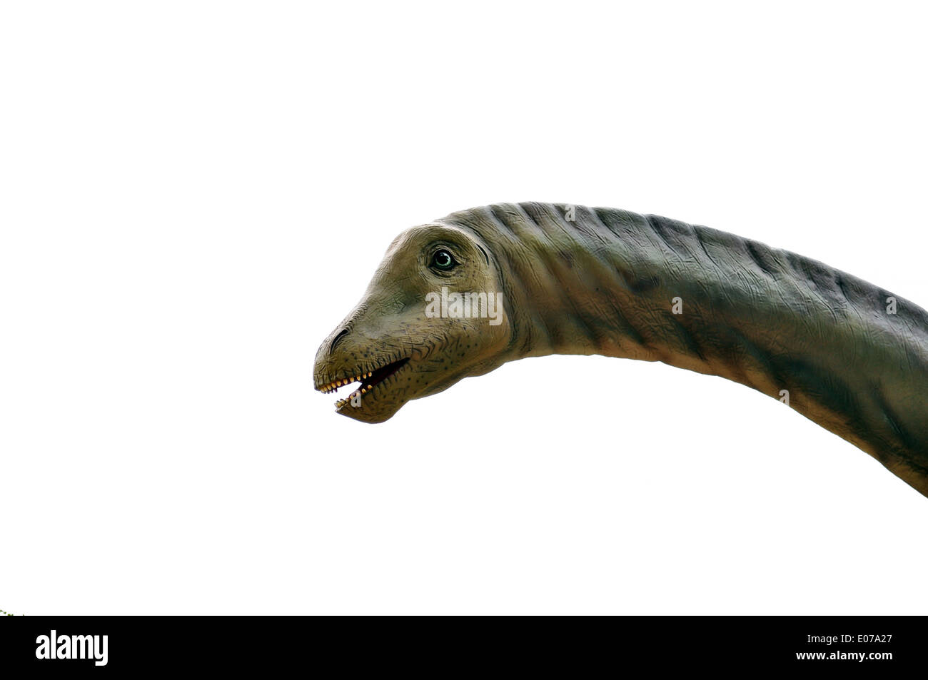 Dinosaur head isolated on white background Stock Photo - Alamy