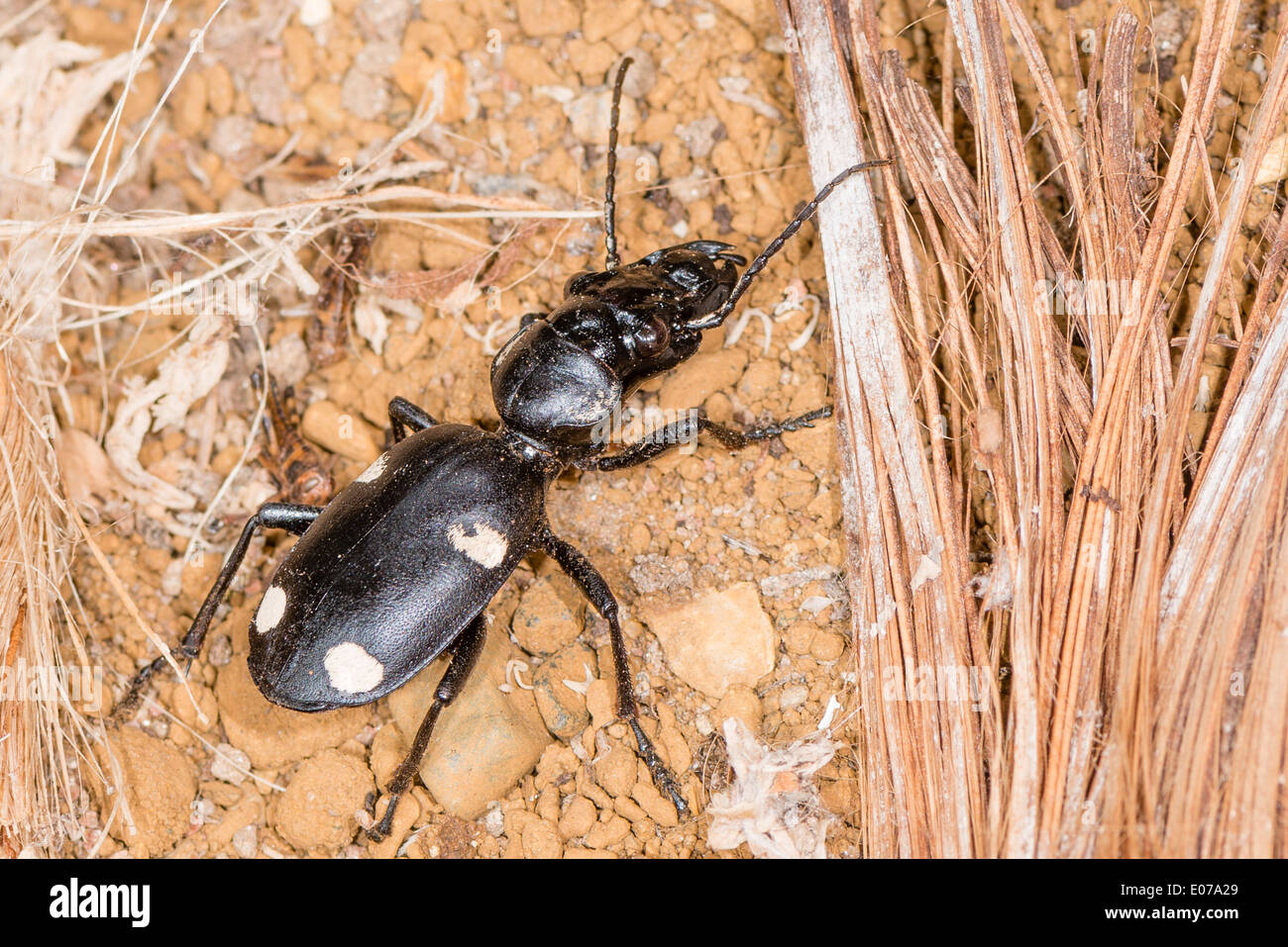 Anthia sexguttata hi-res stock photography and images - Alamy