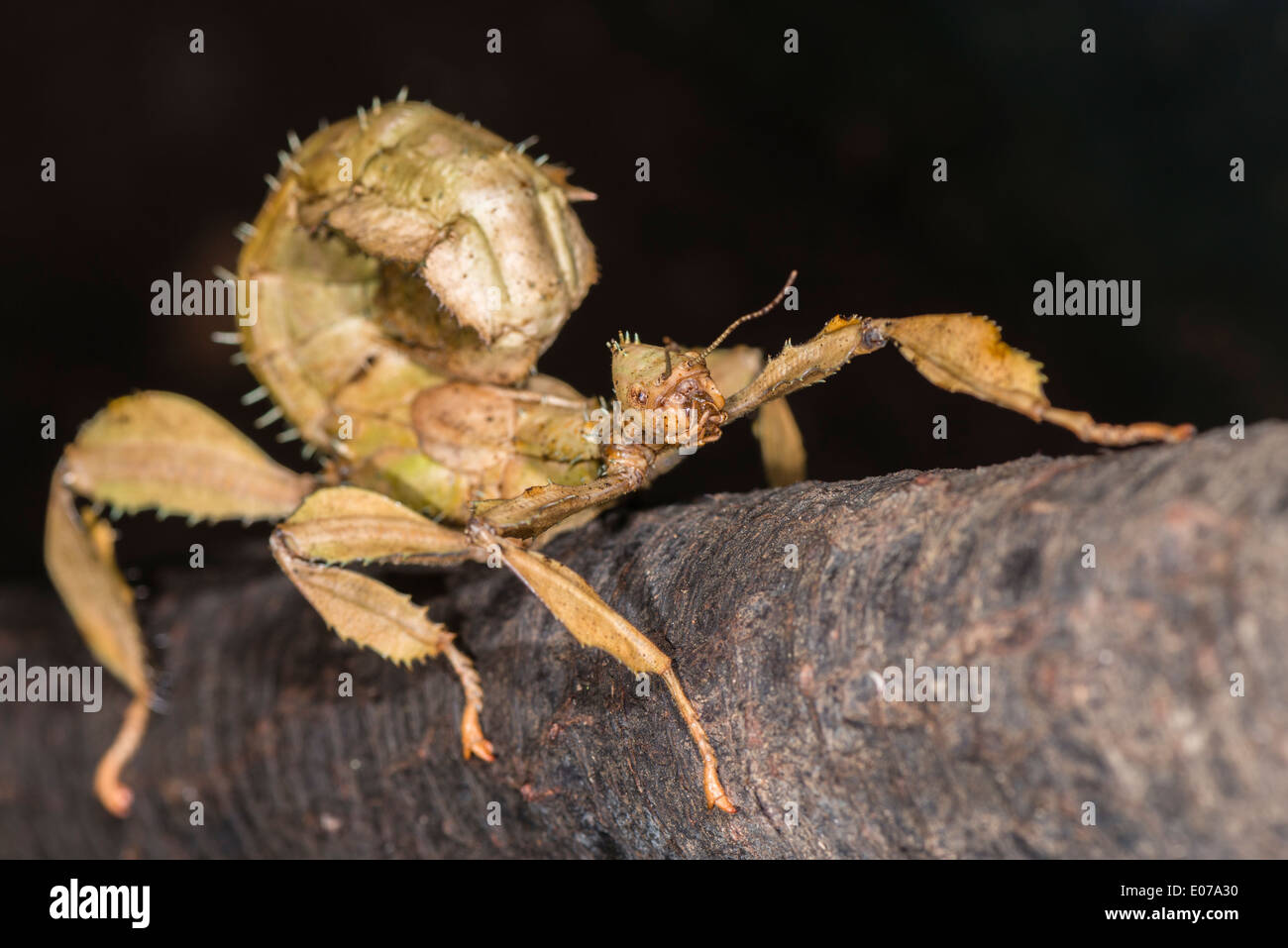 A Spiny Stick insect on a branch Stock Photo - Alamy