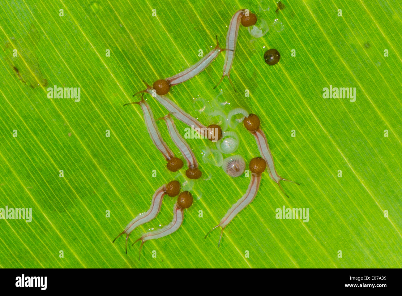 Young larvae of the Owl butterfly Stock Photo - Alamy