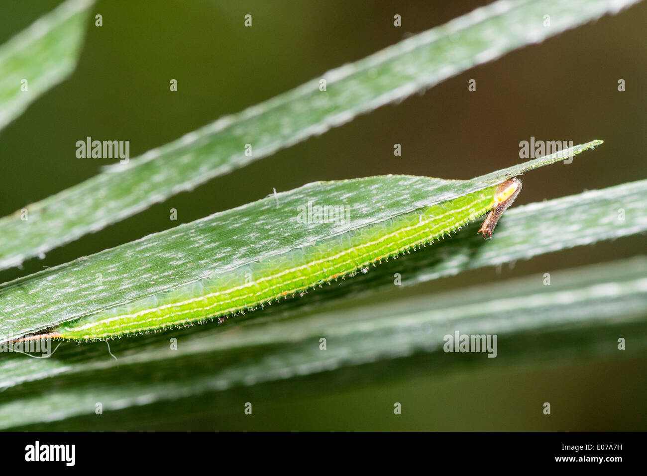 A larva of the Common Palmfly butterfly Stock Photo - Alamy