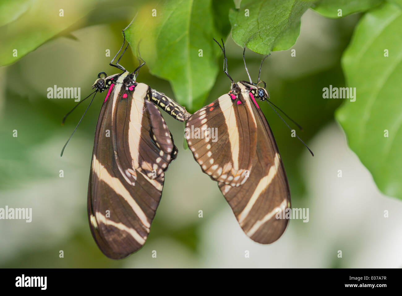 Zebra mating hi-res stock photography and images - Alamy