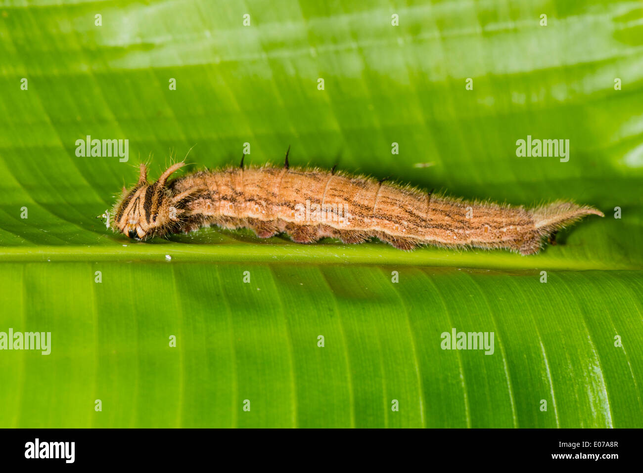 A mature larva of the Owl butterfly Stock Photo - Alamy