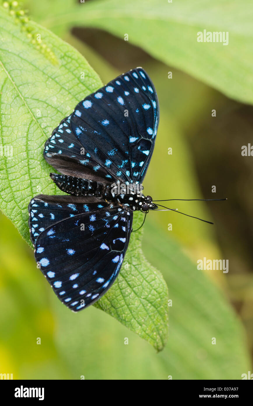 Starry Night Cracker Butterfly Stock Photos & Starry Night Cracker ...